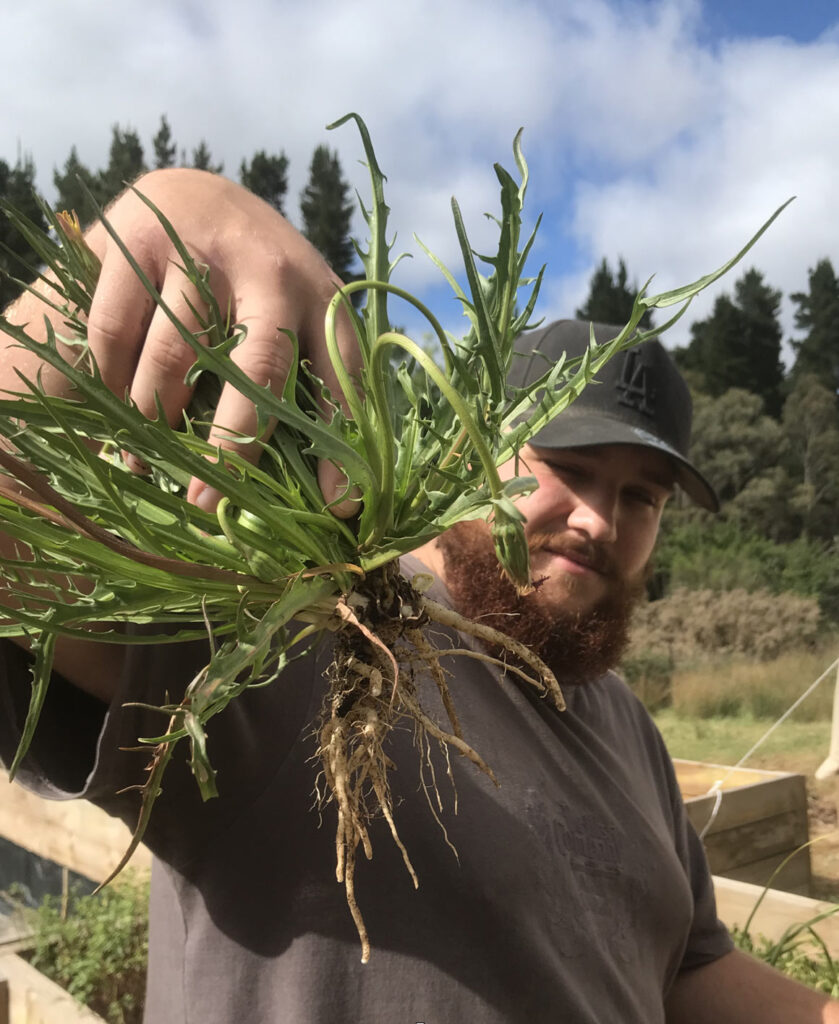 Nalderun | BUSH TUCKER