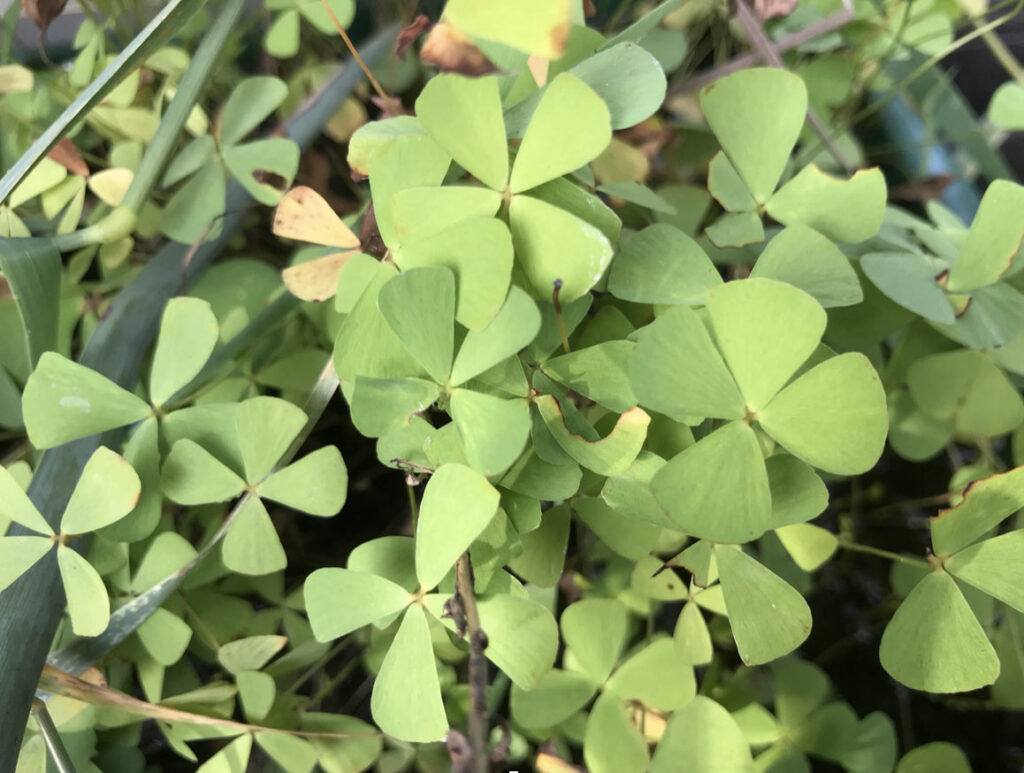 Nalderun | BUSH TUCKER